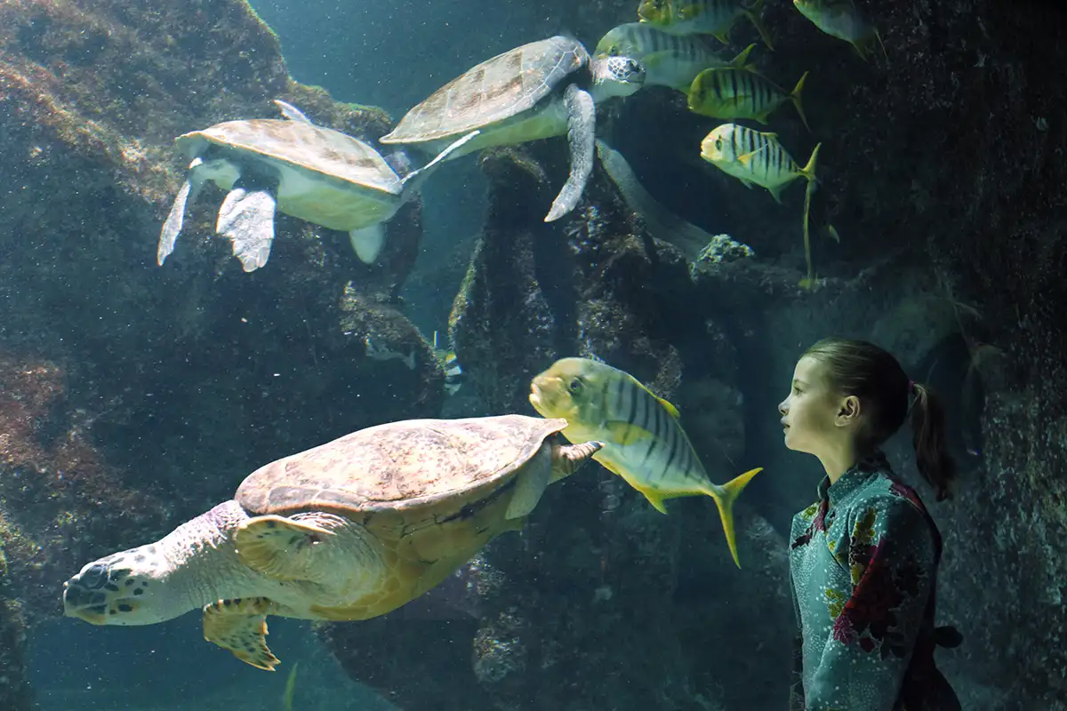 La Rochelle Aquarium: A Journey to the Heart of the Oceans - Nous La ...